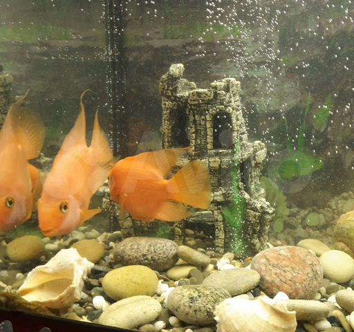 Рыбки гибридный попугай Red parrot cichlid