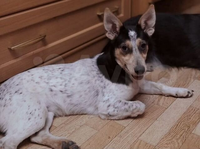 Собака Милаша в ответственные руки