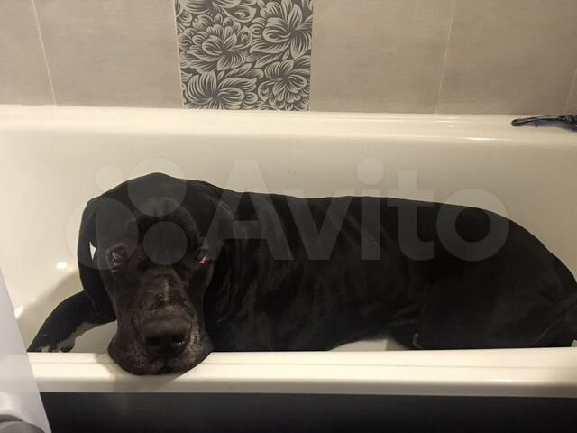 Собака для вязки