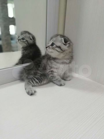 Озорной вислоухий мальчишка