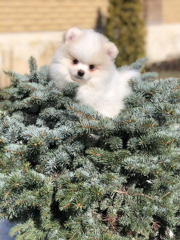 Шпиц Шикарный мальчик