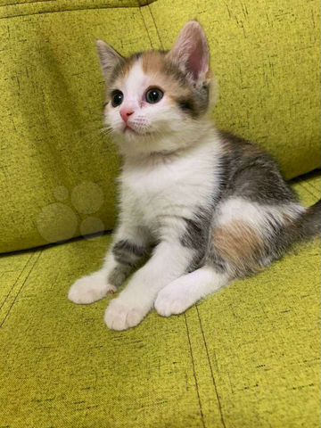 Трехцветная девочка-британка