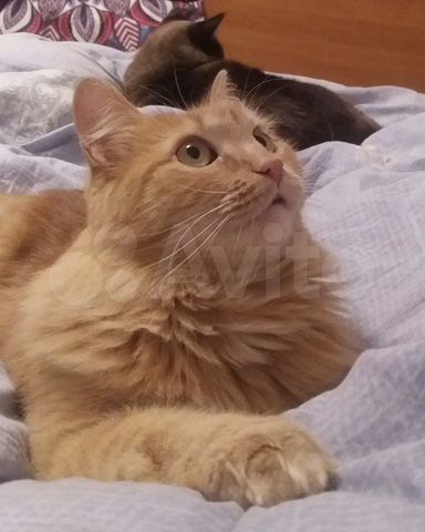 Рыжая пушистая красавица кошка 2,5 года в добрые р
