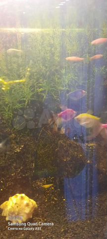 Отдам 6 тернеций и 2 барбуса