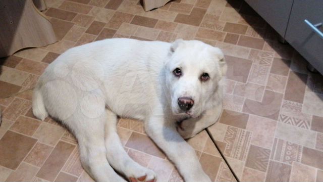 Среднеазиатская овчарка