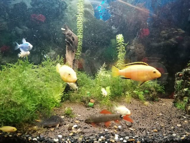 Рыбка Еллоу