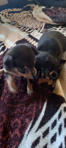 Той-терьер щенки