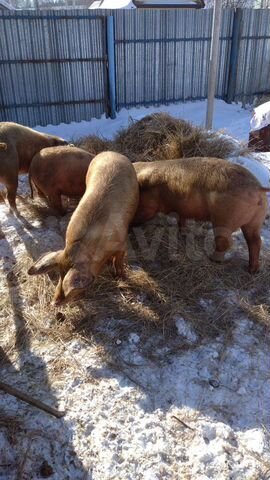 Свиньи Ландрас 9 и 11 мес