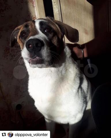 Молодой, очень красивый пёс в добрые руки