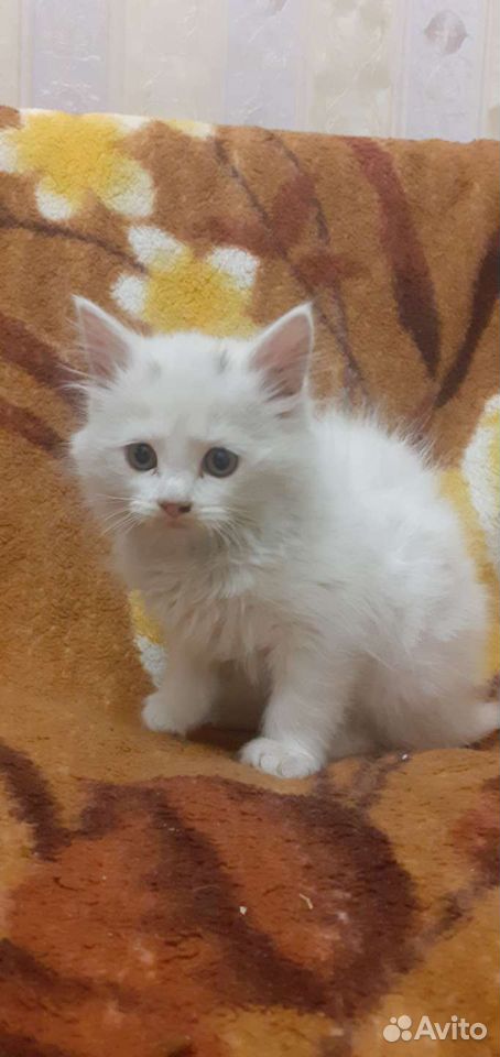 Котенок