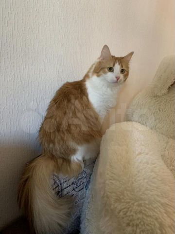 Кошка в хорошие руки