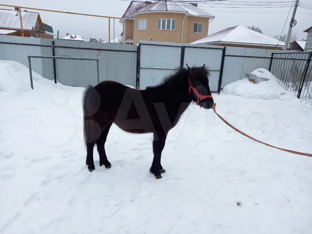 Пони кобыла