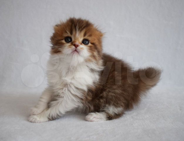 Шотландские малыши