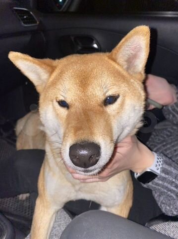 Акита ину или сиба ину