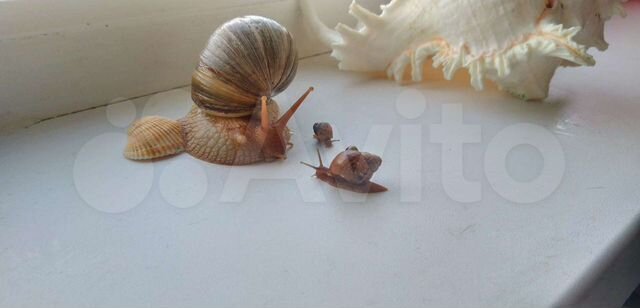 Улитята Ахатины