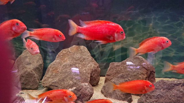 Трофеус Caramba red bishop