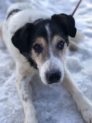 Оливер в добрые руки