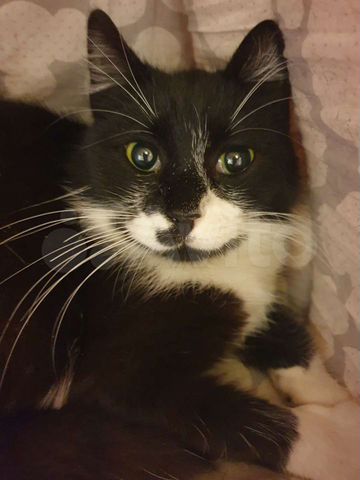 Кошка Улыбака