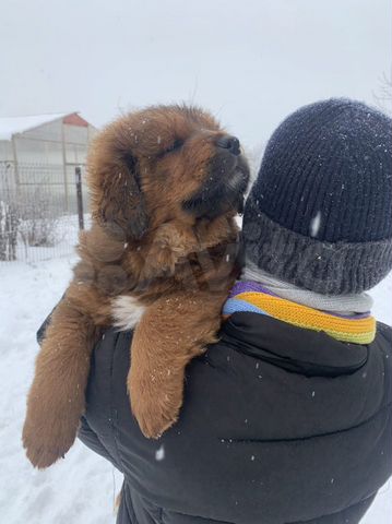 Щенок тибетского мастифа