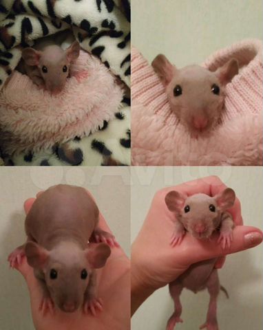 Креативные крыски сфинкс Double-Rex Фазз