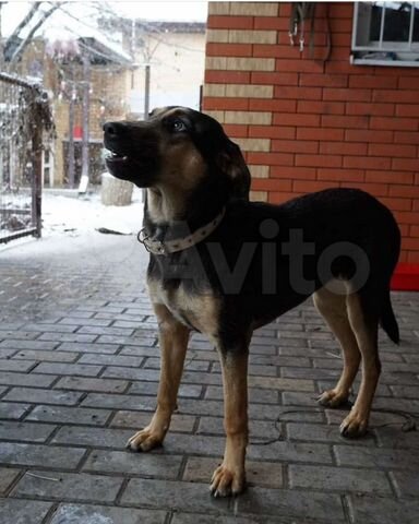 Собака девочка ищет дом. Домашняя, чудесная