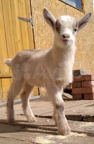 Курочки, козочка