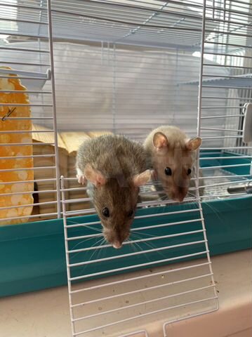 Крыски Дамбо