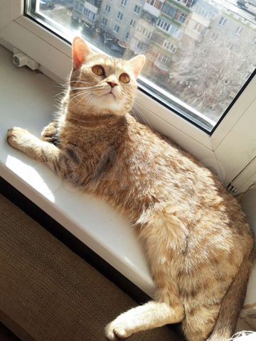 Кошка Шотландский Скоттиш Страйт Отдам