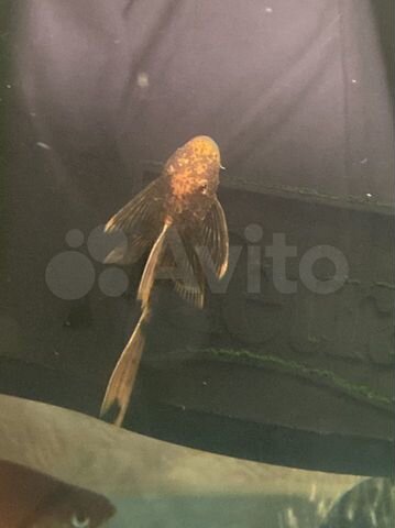 Вуалевые сомики /стрекоза/ тигровый и классический