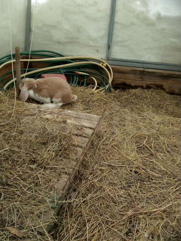 Французский самец покроет вашу самку