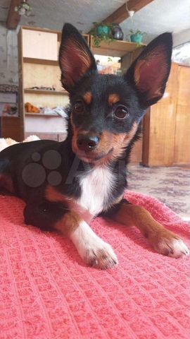 Русский той-терьер