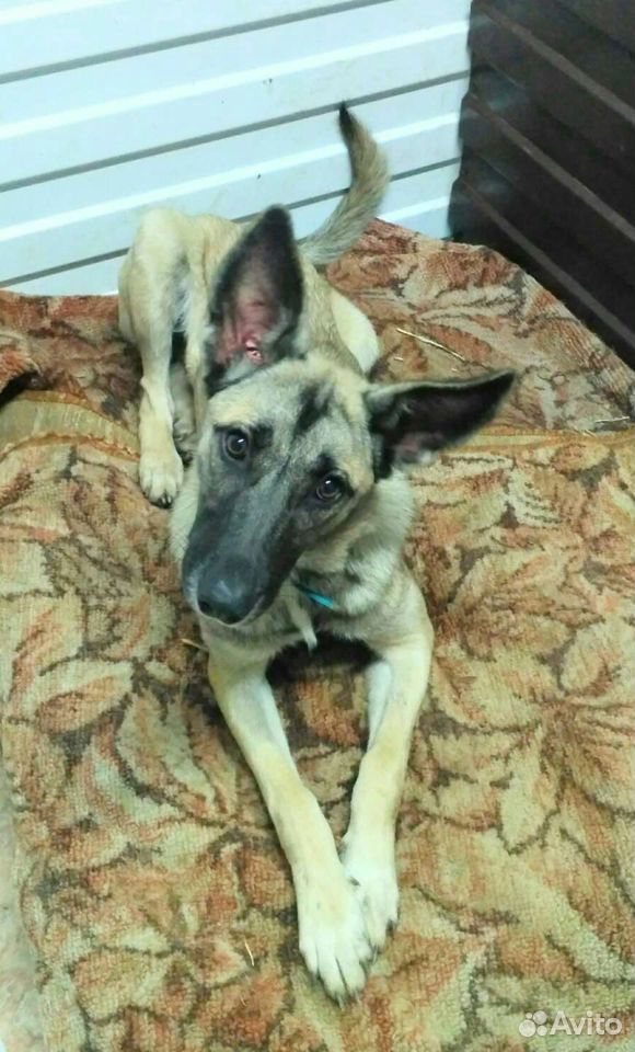 Малинуа, мини малинуа