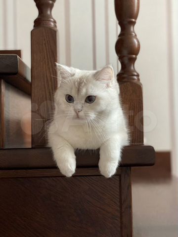 Нужен кот на вязку (британец)