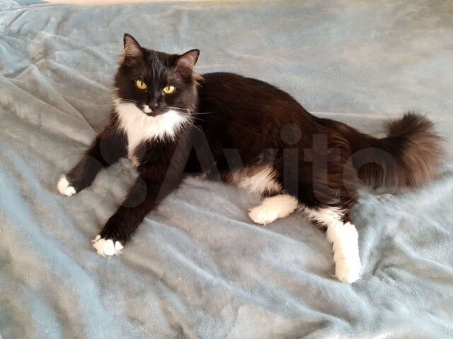 Кошечка в дар