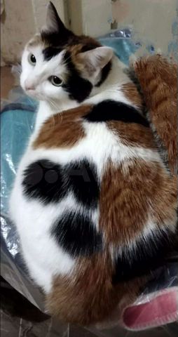 Потерялась кошка