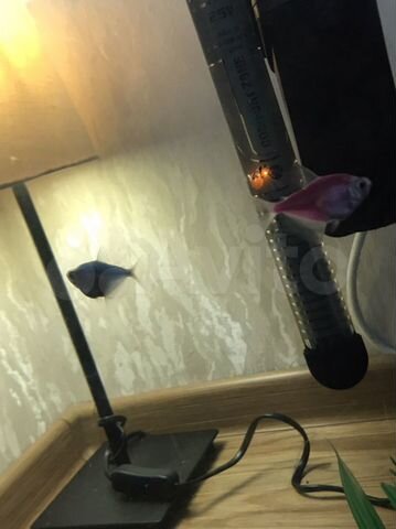 Рыбки теренции