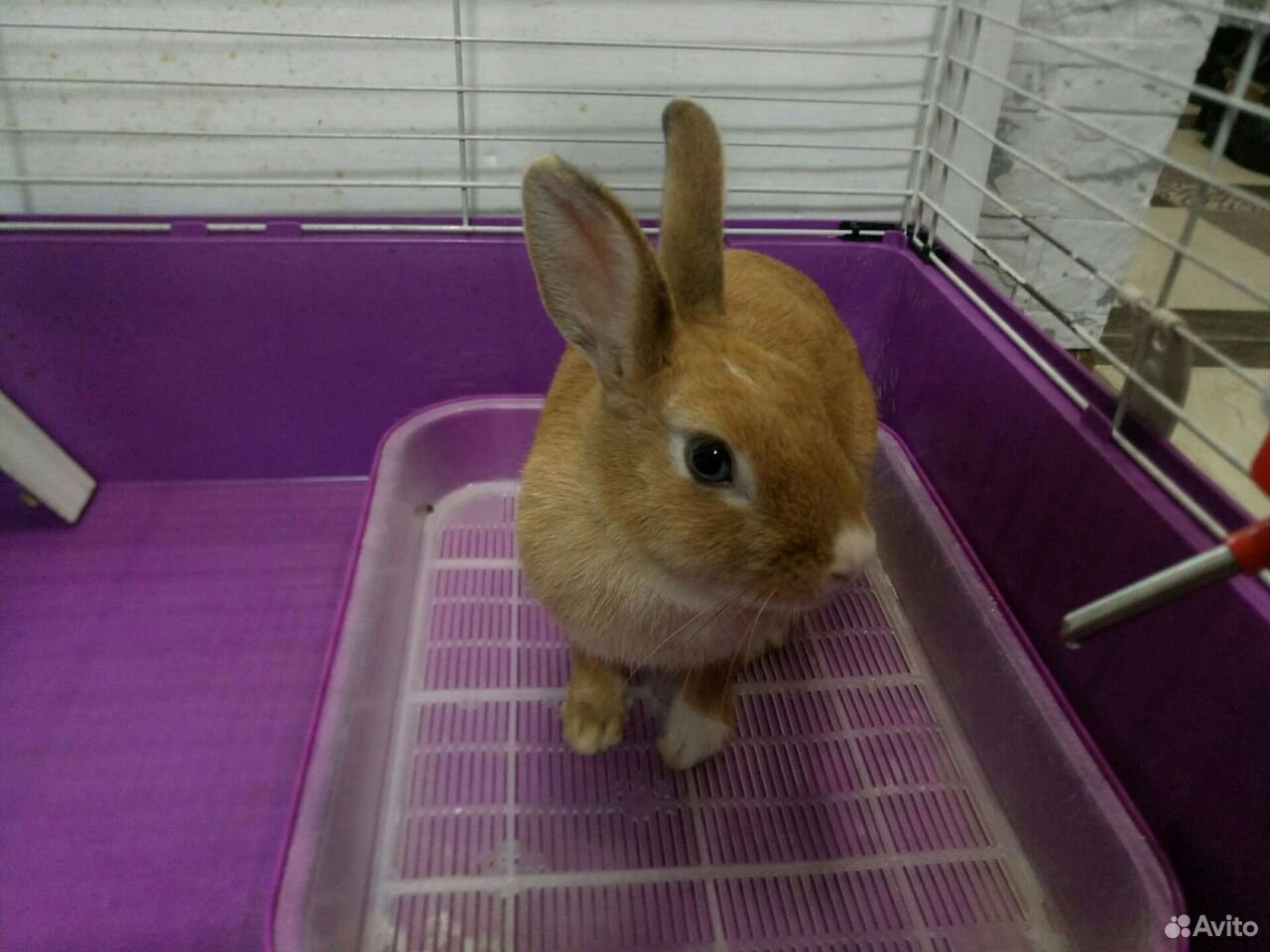 Карликовый кролик
