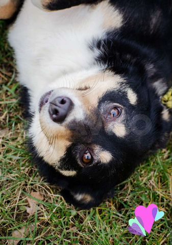 Собака Груня 3 года- большое солнышко