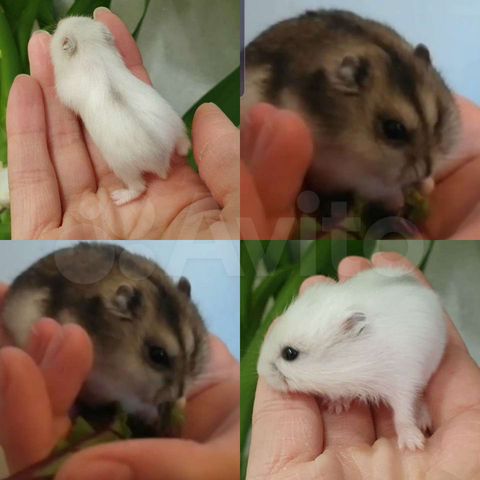 Хомячки разных окрасов