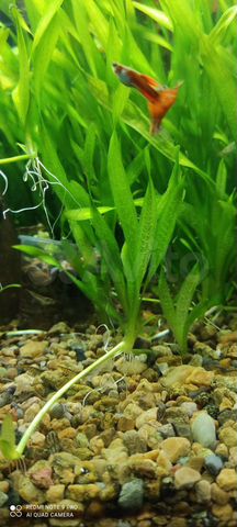 Валиснерия спиральная