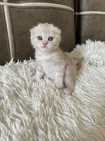 Шотландские вислоухие котята
