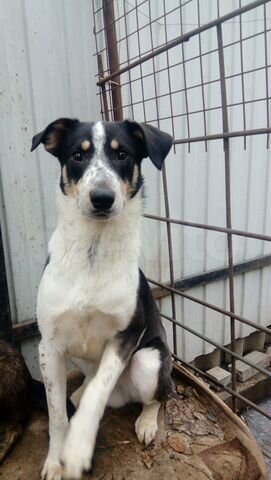 Собака в добрые руки привезу