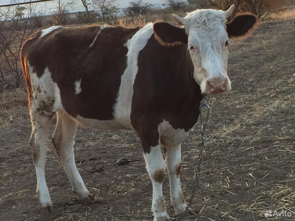 Продаются годовалые телочки от хороших молочных ко