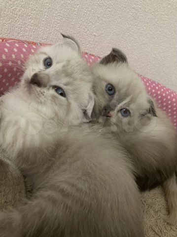 Котята