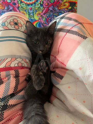 Кошка 7 месяцев