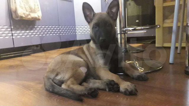 Щенки Бельгийской овчарки малинуа