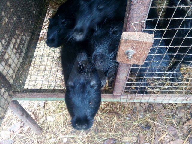 Продаются нутрии