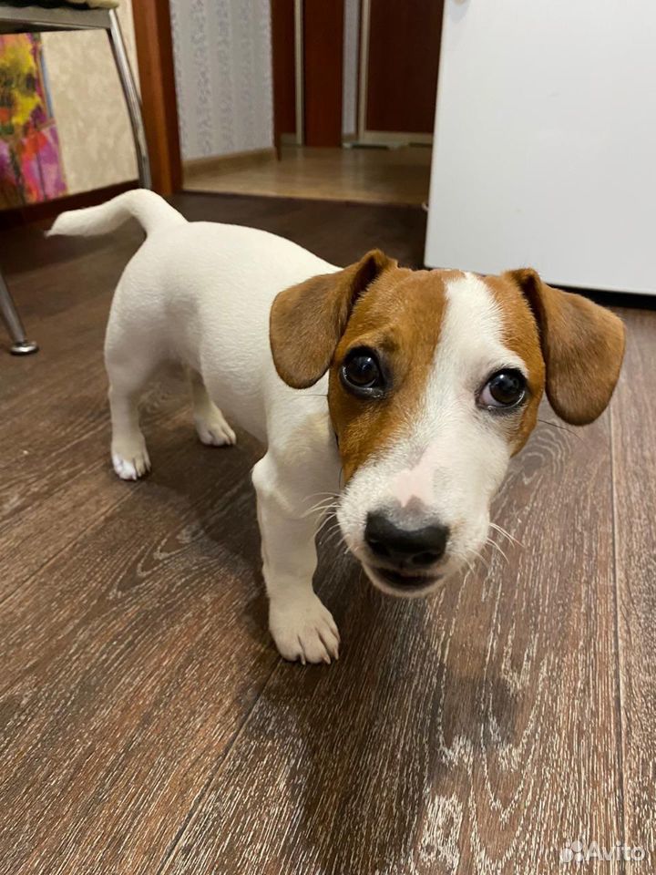 Джек Рассел терьер