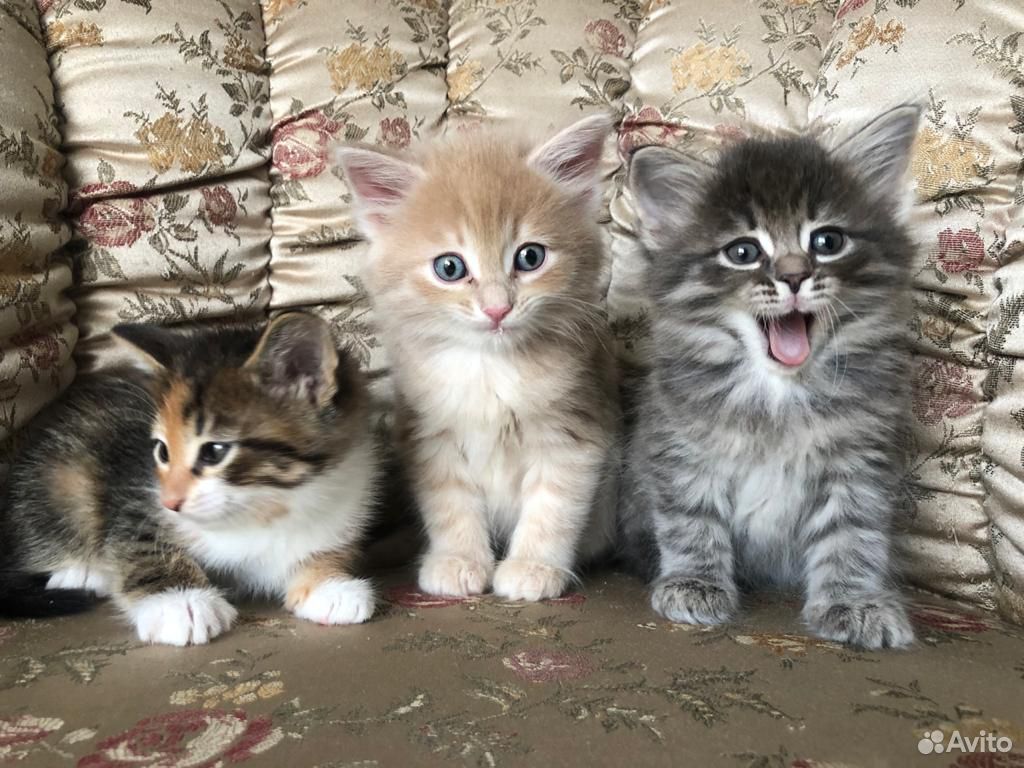 Норвежская лесная