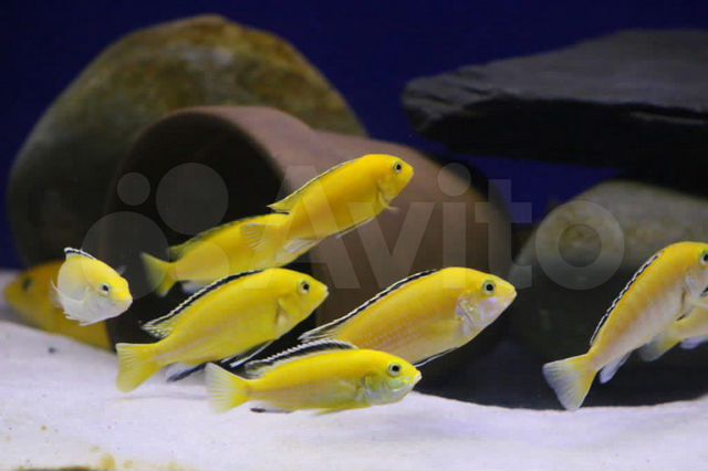 Яркие Маловийские Цихлиды